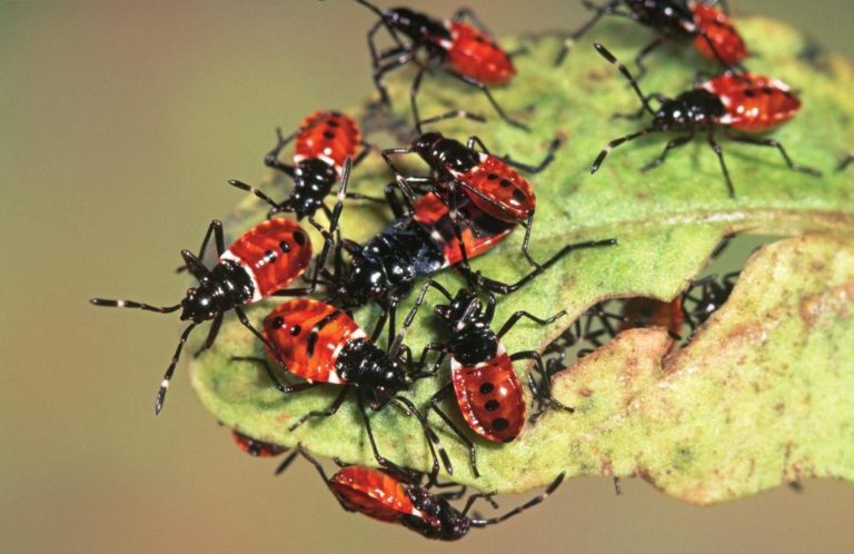 Top 5 Australian Pests To Watch Out For This Summer – The Local Brand®